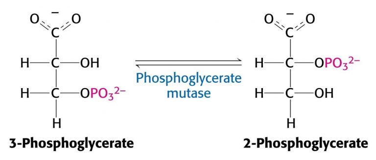Glycolysis Steps Diagram And Enzymes Involved Online Biology Notes